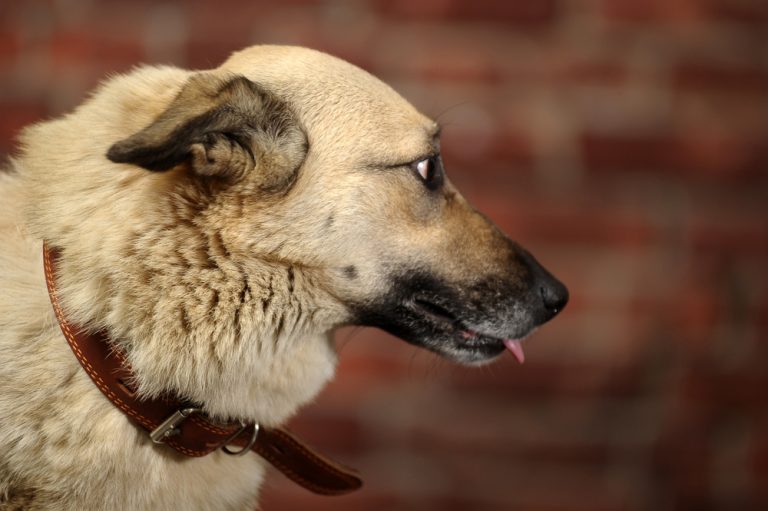 Why Do Dogs’ Hairs Stand Up? Raised Hackles Explained (Vet-Reviewed ...