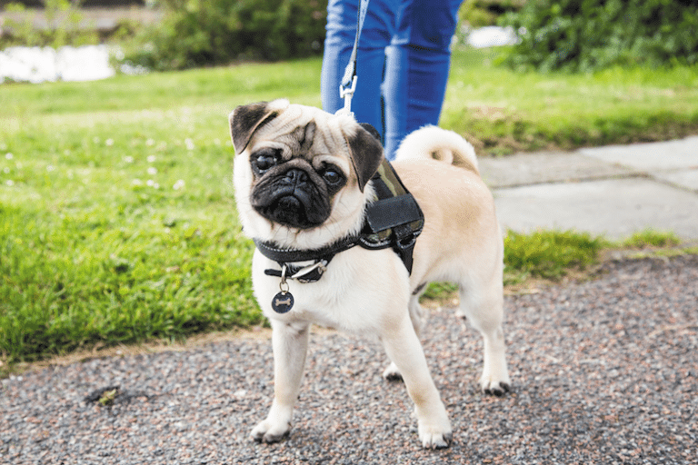 How To Keep Your Dog Safe During The Wildfires LaptrinhX News how-to-keep-your-dog-safe-during-the-wildfires-laptrinhx-news