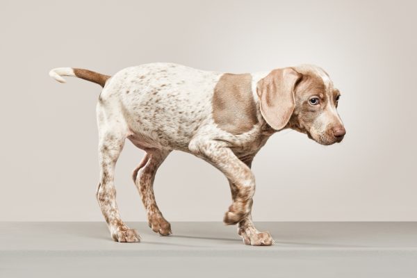 5 Incredible Weimaraner Colors & Patterns (With Pictures) – Dogster