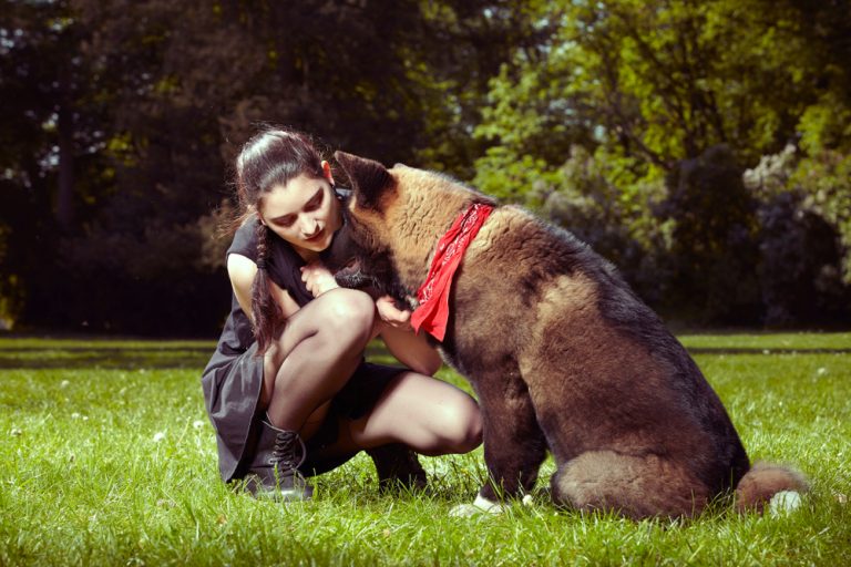Akita Dog Breed: Info, Pictures, Care & Traits – Dogster