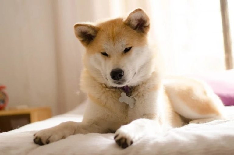 Akita Dog Breed: Info, Pictures, Care & Traits – Dogster