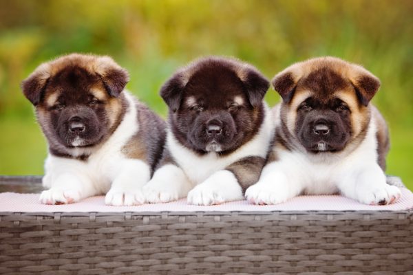 Akita Dog Breed: Info, Pictures, Care & Traits – Dogster