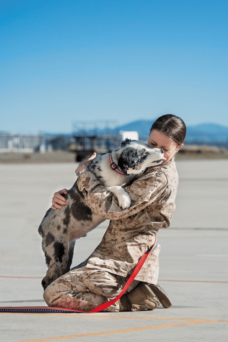 Military Dog Boarding: These Groups Help Take Care of Your Pup – Dogster