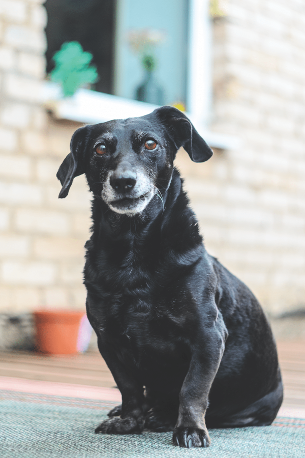 Does Your Dog's Coat Color Tell You About His Personality? Cool & Fun ...