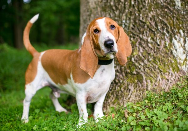 Basset Hound Dog Breed: Info, Pictures, Care, Facts & Traits – Dogster