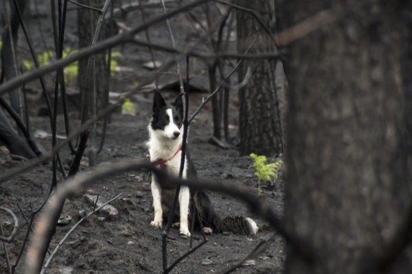 How to Keep Your Dog Safe During the Wildfires – Dogster