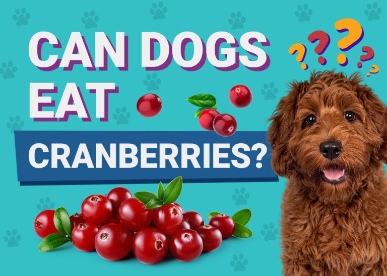 Can Dogs Eat Cranberries? Vet-Reviewed Nutritional Guide – Dogster
