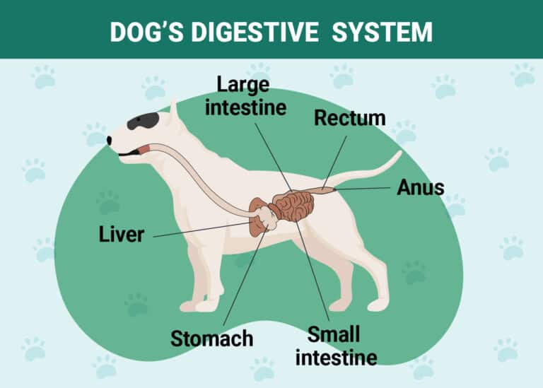 How Long Does It Take for a Dog to Digest Food? Vet-Approved Digestive ...
