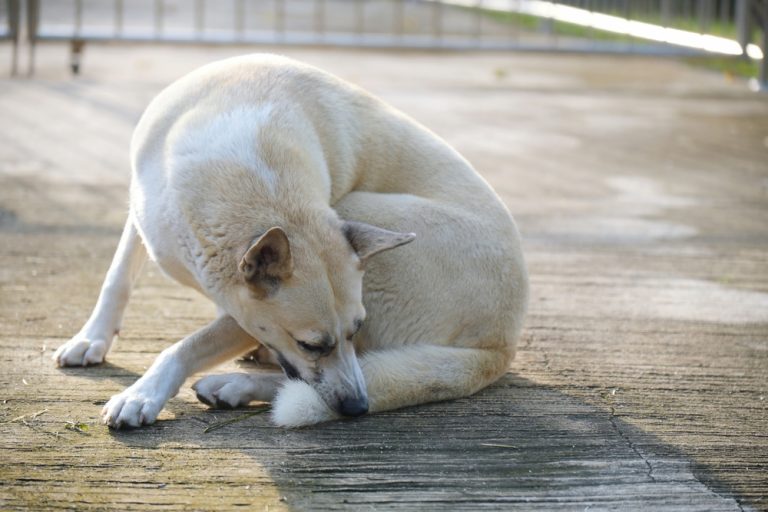 Why Do Dogs Bite Their Tails? 12 Vet-Reviewed Reasons – Dogster