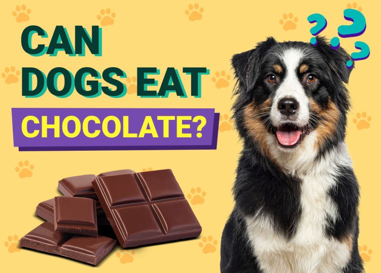Can Dogs Eat Chocolate? Vet-Reviewed Health Risks & Safety Guide – Dogster