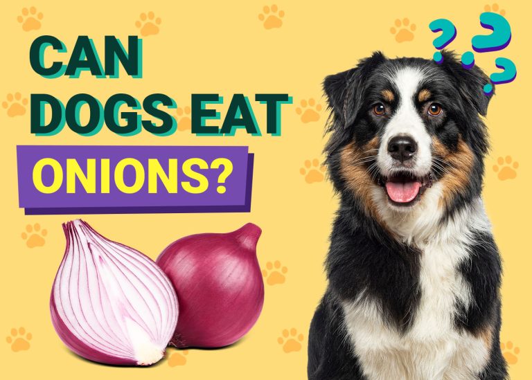 Can Dogs Eat Onions? Vet-Verified Toxicity & Safety Tips – Dogster