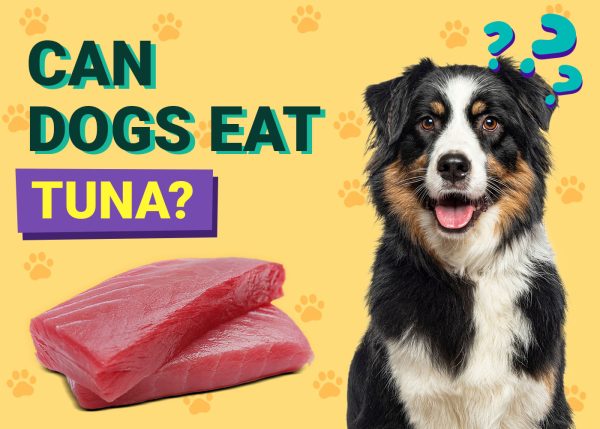 Can Dogs Eat Ham? Vet-Approved Facts & FAQ – Dogster