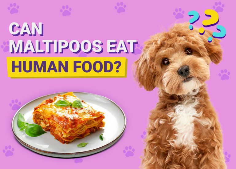 Can Dogs Eat Jam? Vet-Reviewed Potential Health Risks – Dogster