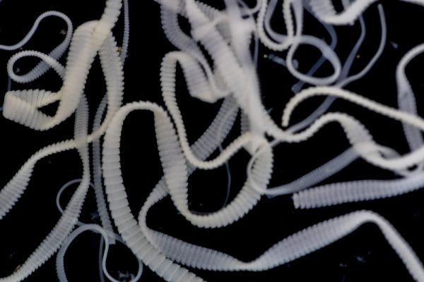 Tapeworm in Dogs: Our Vet Explains The Signs, Causes, Treatment ...