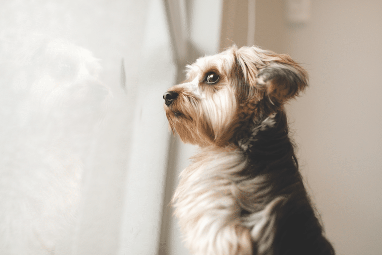 My Dog Jumps Out of Windows, What Should I Do? 6 Vet-Approved Tips ...