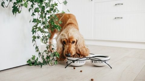 Cocker Spaniel Dog Breed: Info, Pictures, Facts & Traits – Dogster