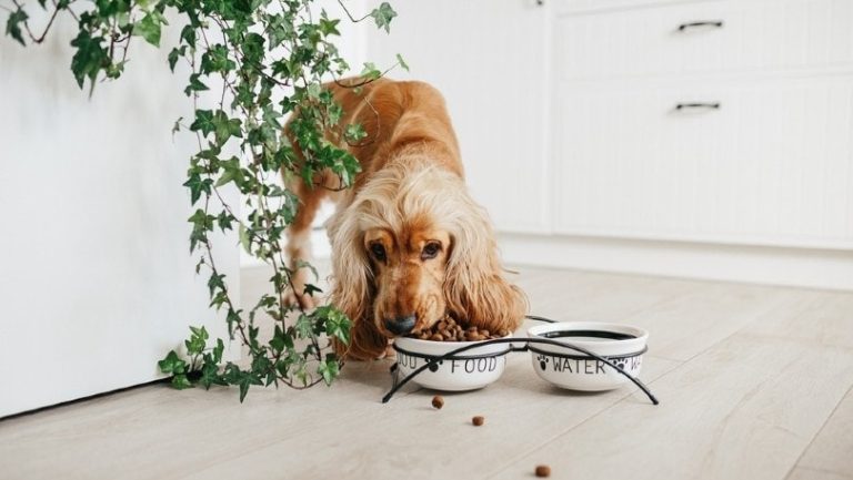 English Cocker Spaniel Dog Breed: Info, Pictures, Traits & Care – Dogster