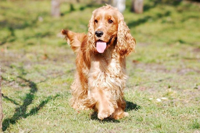 English Cocker Spaniel Dog Breed: Info, Pictures, Traits & Care – Dogster
