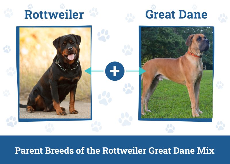 Rottweiler Great Dane Mix: Info, Pictures, Temperament & Facts – Dogster