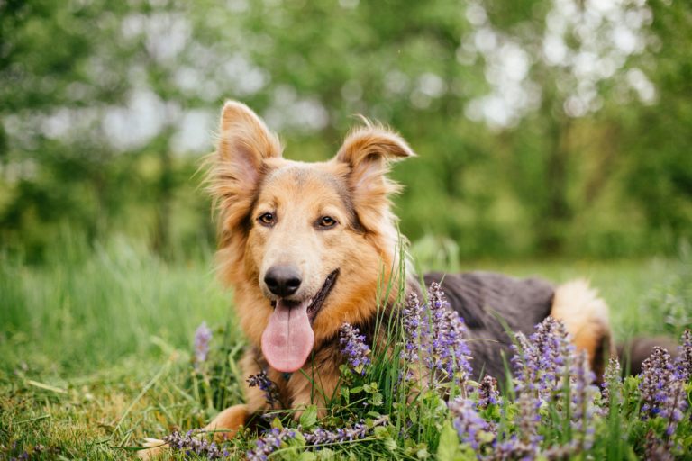 Miniature German Shepherd Dog Breed: Info, Pictures, Care & Facts – Dogster