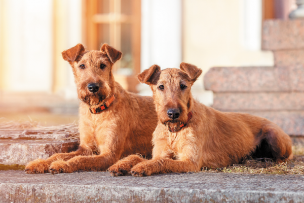 Get to Know These Eight Irish Dog Breeds - Pick Doggo