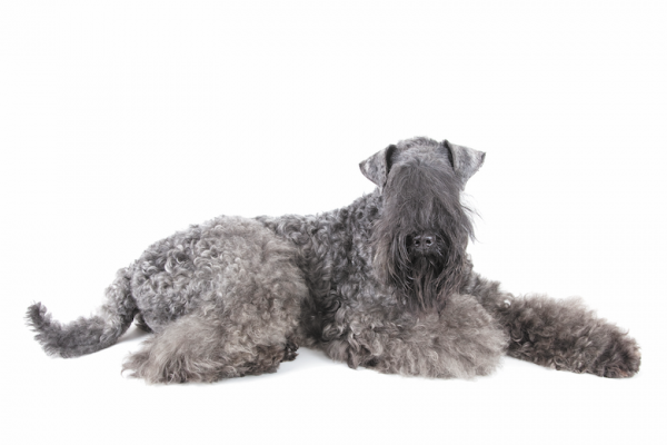 Get to Know These Eight Irish Dog Breeds - Pick Doggo