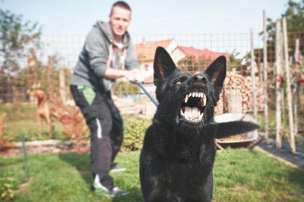 Protective Aggression in Dogs: Expert Tips to Recognize & Stop Behavior ...
