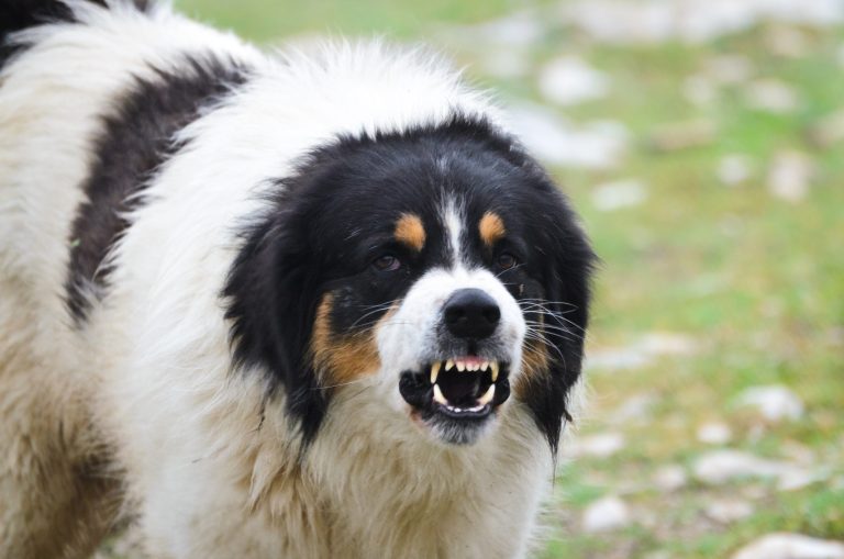 How to Manage Territorial Aggression in Dogs: Causes & Vet-Approved ...
