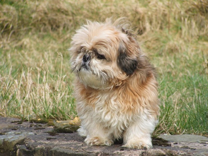 38 Adorable Shih Tzu Mixes (With Pictures) – Dogster