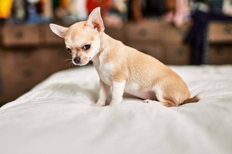 How Long Do Teacup Chihuahuas Live? Vet-Verified Average Lifespan, Data ...