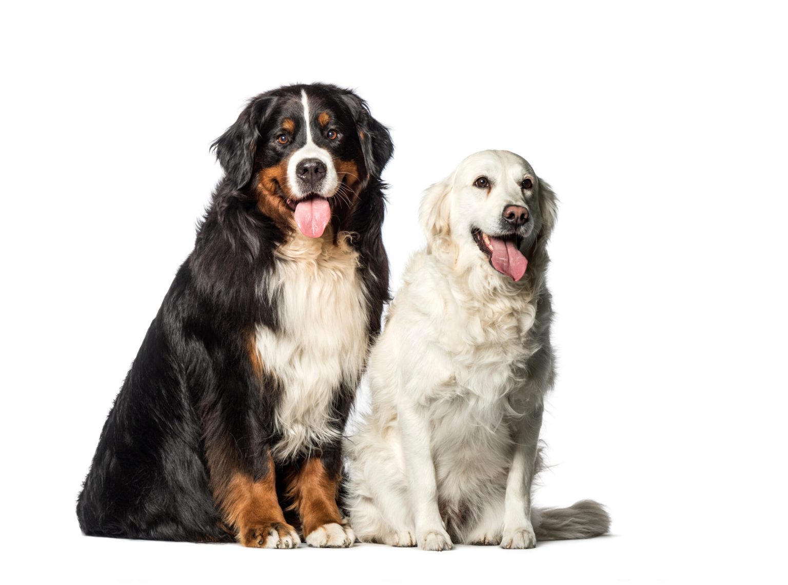 Golden Mountain Dog Breed: Info, Pictures, Care & More – Dogster