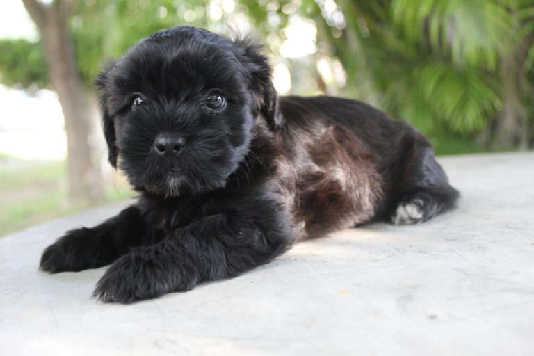 Shih-Poo (Shih Tzu & Poodle Mix): Info, Pictures, Care & More – Dogster