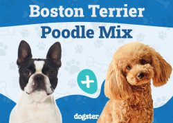 Bossi-Poo (Poodle & Boston Terrier Mix): Info, Pictures, Care & More ...