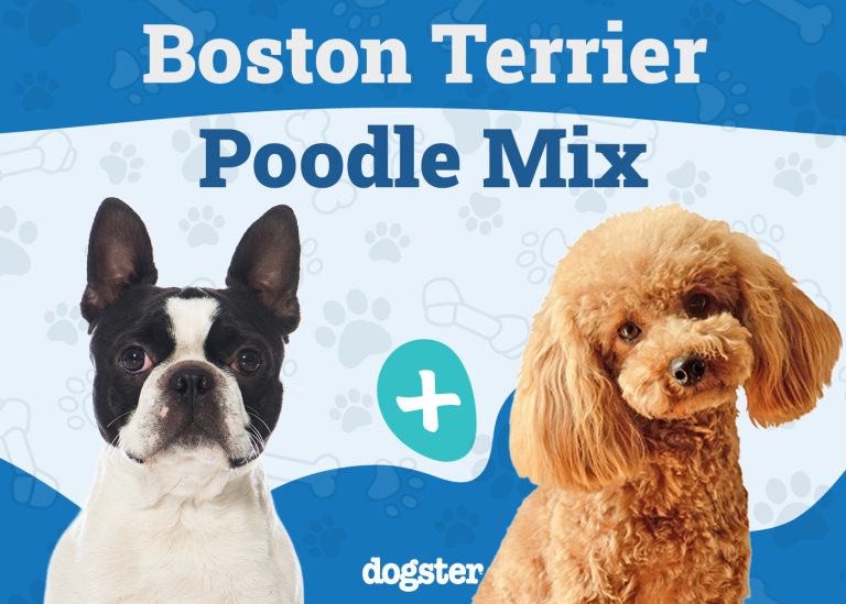 Bossi-Poo (Poodle & Boston Terrier Mix): Info, Pictures, Care & More ...