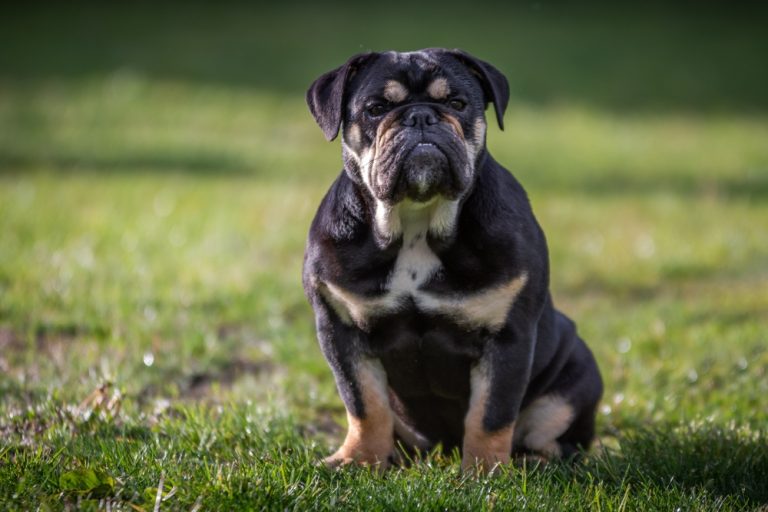 150+ Bulldog Names: Bold, Beautiful & Best Ideas for Your Bulldog – Dogster