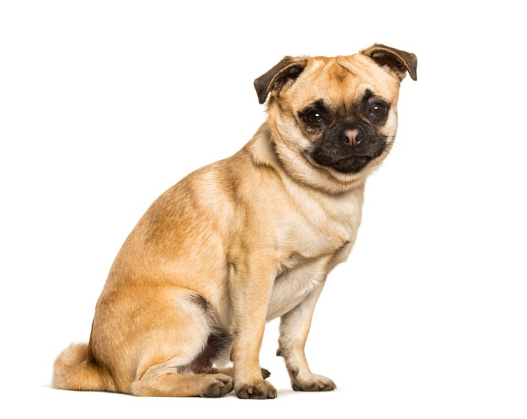 Chug (Pug & Chihuahua Mix): Info, Pictures, Care & Traits – Dogster