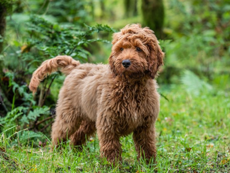 Cockapoo Dog Breed: Info, Pictures, Care & More – Dogster