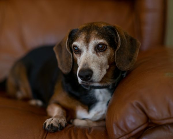 Doxle (Dachshund & Beagle Mix): Info, Pictures, Care & More – Dogster