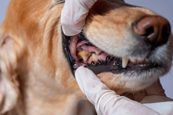 Dog Root Canal: A Complete Guide (Vet Answer) – Dogster