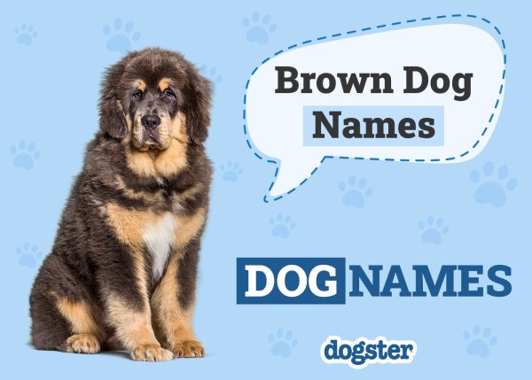 175 Brown Dog Names: Ideas for Your Adorable Chocolate-Colored Pup ...