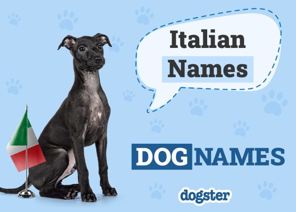 200+ Italian Dog Names: Female & Male Ideas With Meanings – Dogster
