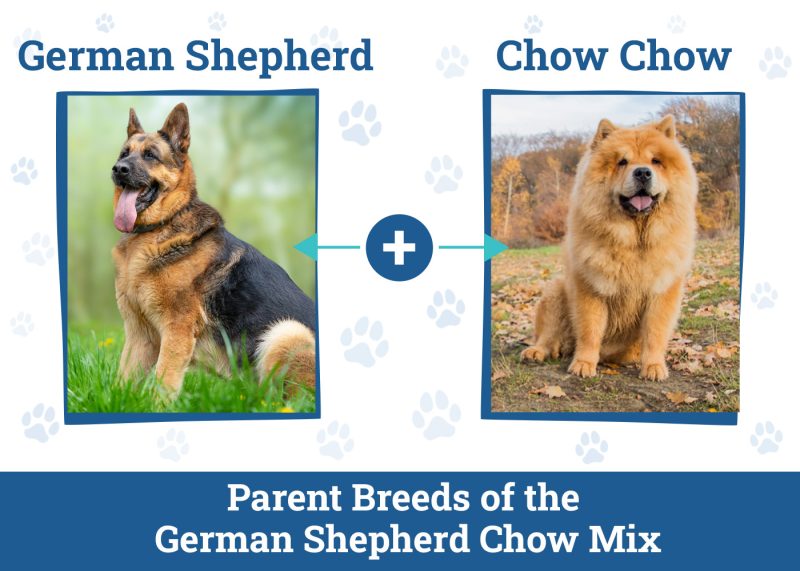 German Shepherd Chow Dog Breed: Info, Pictures, Care & More – Dogster