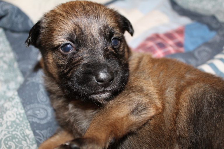 German Shepherd Lab Mix: Info, Pictures, Care & Traits – Dogster