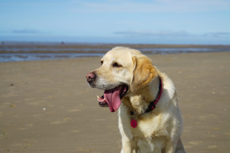 What Is National Labrador Retriever Day? 2025 Update – Dogster