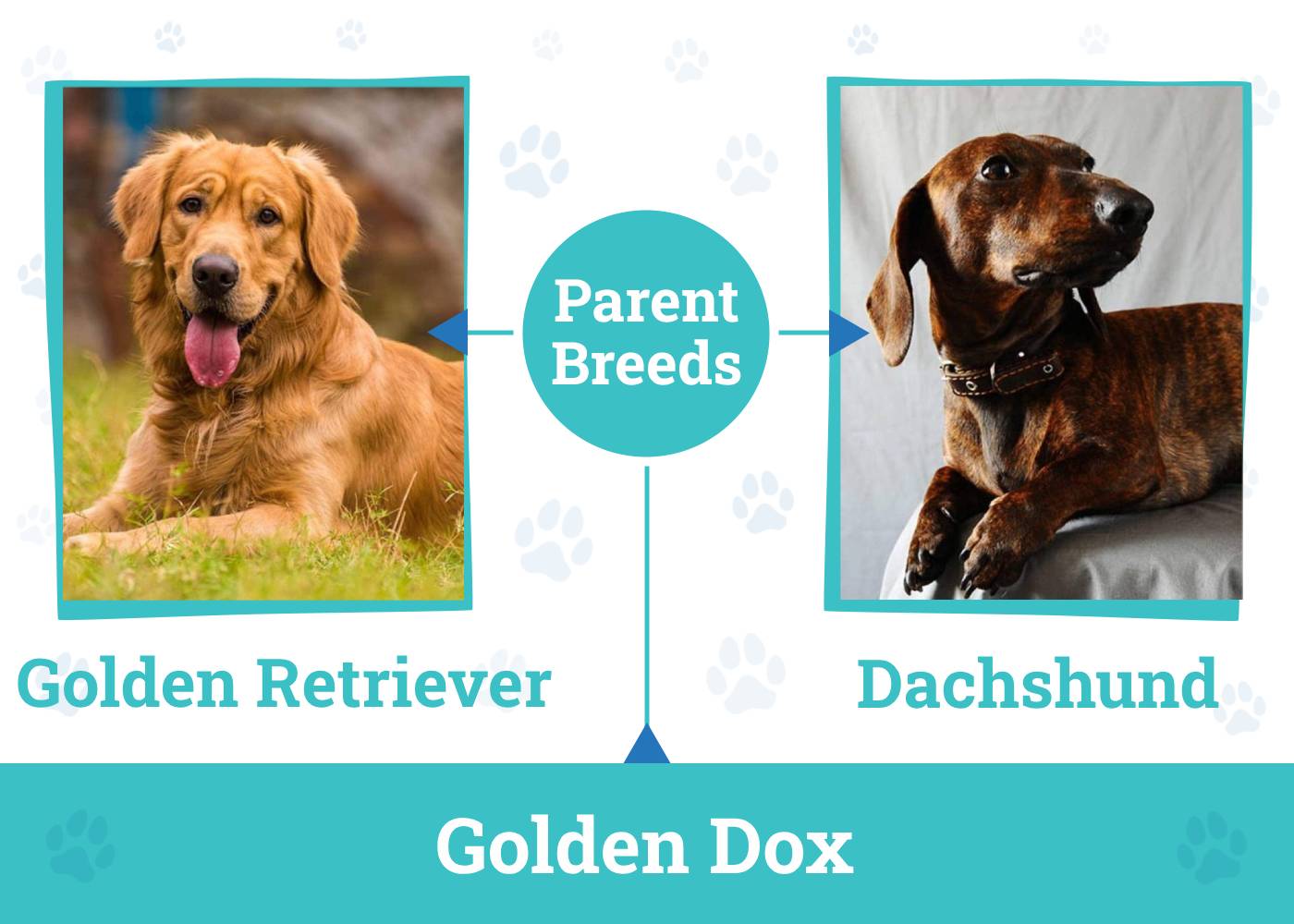 Golden Dox Mixed Dog Breed: Info, Pictures, Traits & More – Dogster