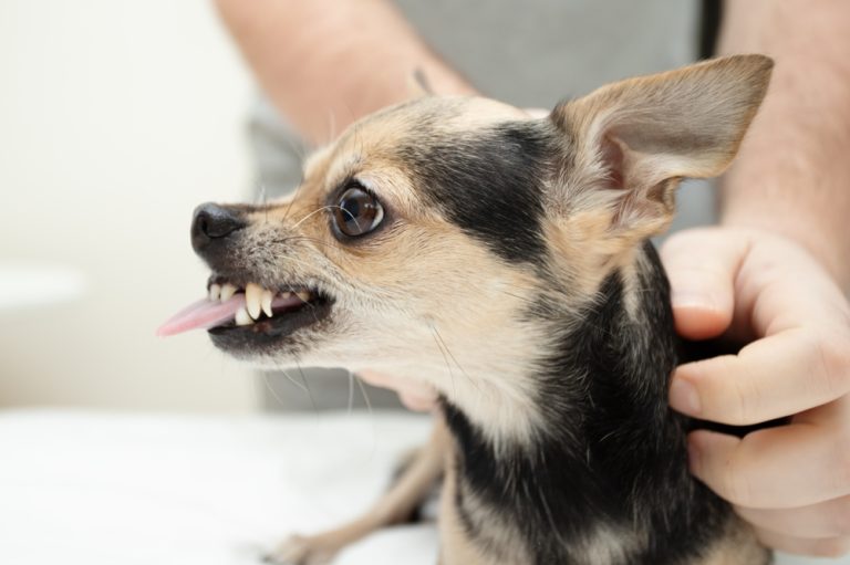 Why Does My Dog Growl When I Pet Him? 8 Vet-Reviewed Reasons – Dogster