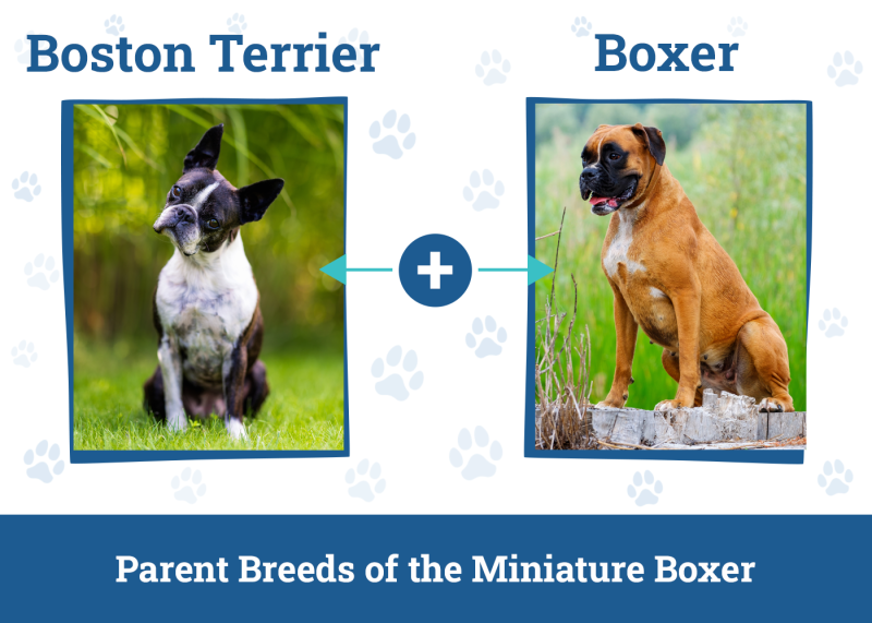Miniature Boxer (Boston Terrier & Boxer Mix): Info, Pictures, Care ...