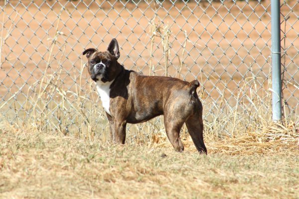 Miniature Boxer (Boston Terrier & Boxer Mix): Info, Pictures, Care ...
