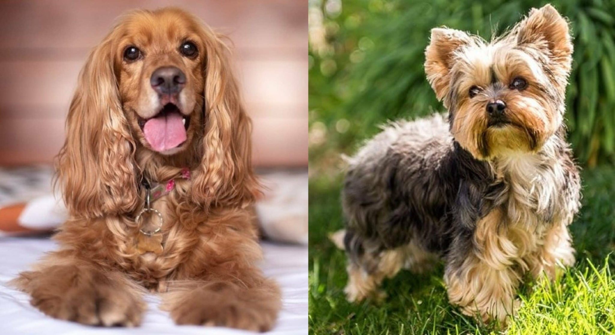 Corkie (Cocker Spaniel & Yorkie Mix): Info, Pictures, Care Guide & More ...