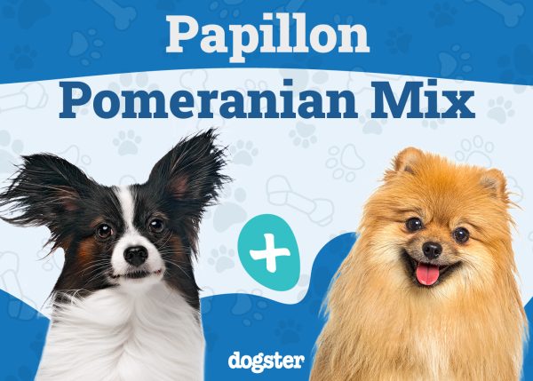 Paperanian (Papillon Pomeranian Mix): Info, Pictures & Care – Dogster